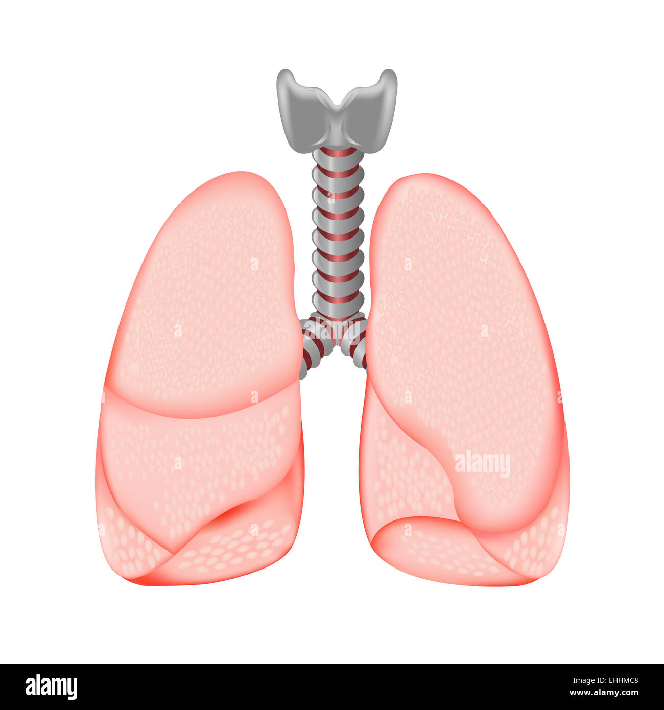 Human lungs hi-res stock photography and images - Alamy