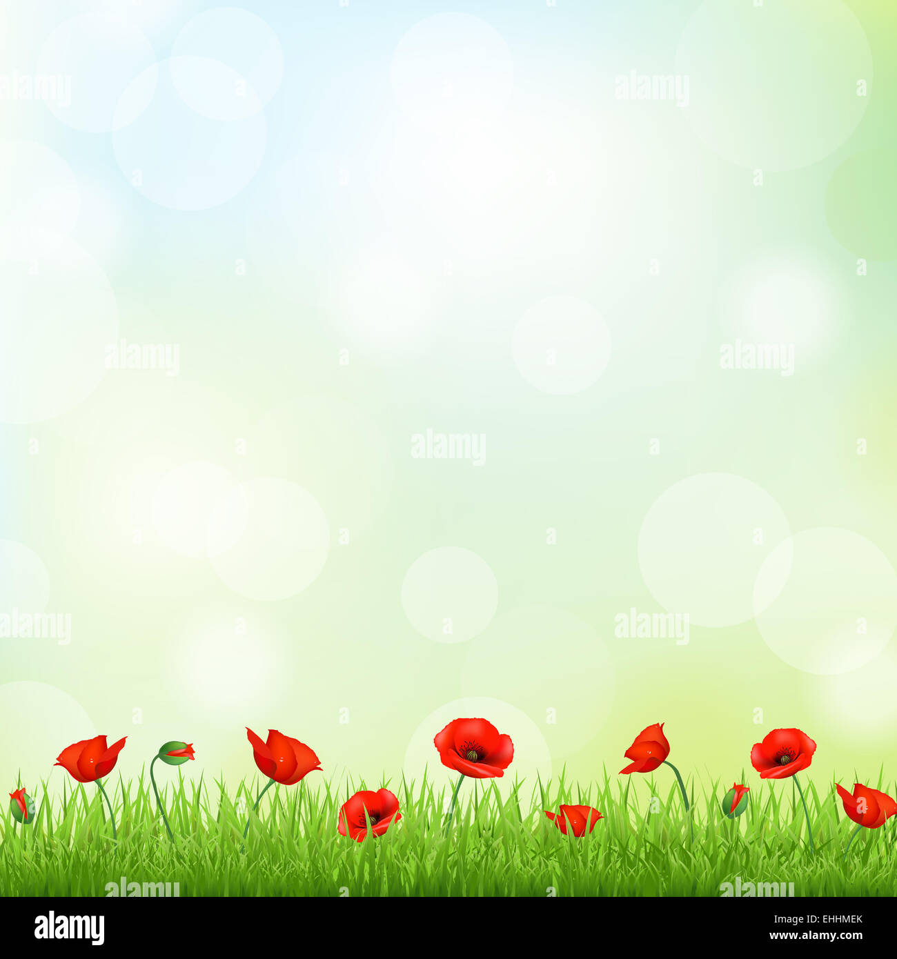 Red Poppy And Grass Border Stock Photo - Alamy