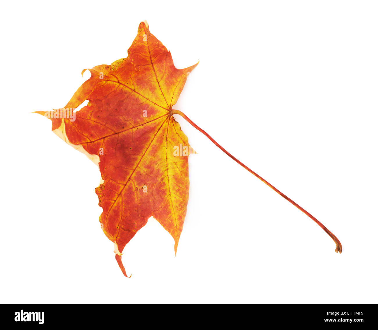 Top view maple tree isolated hi-res stock photography and images - Alamy