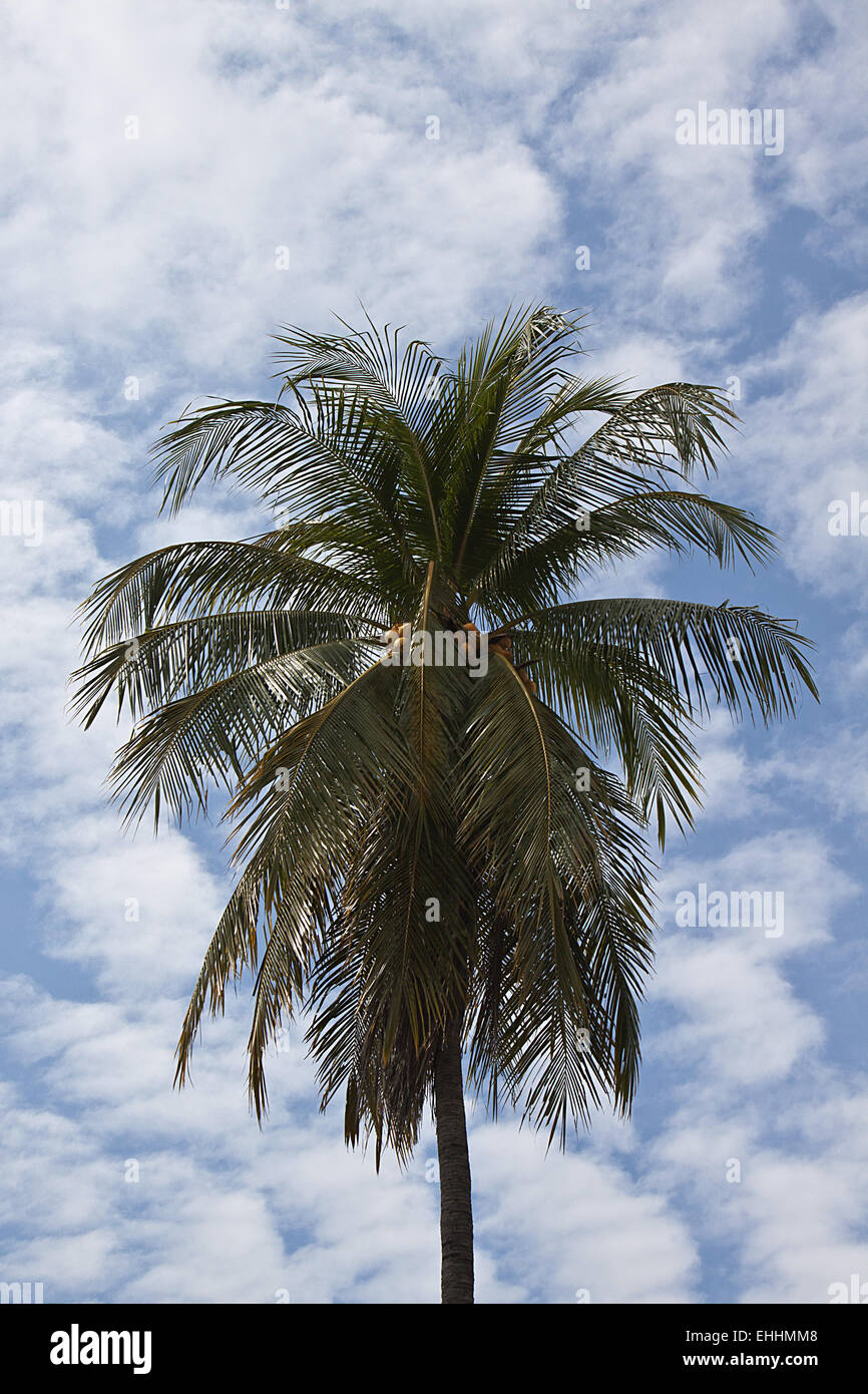 Palm varieties hi-res stock photography and images - Alamy