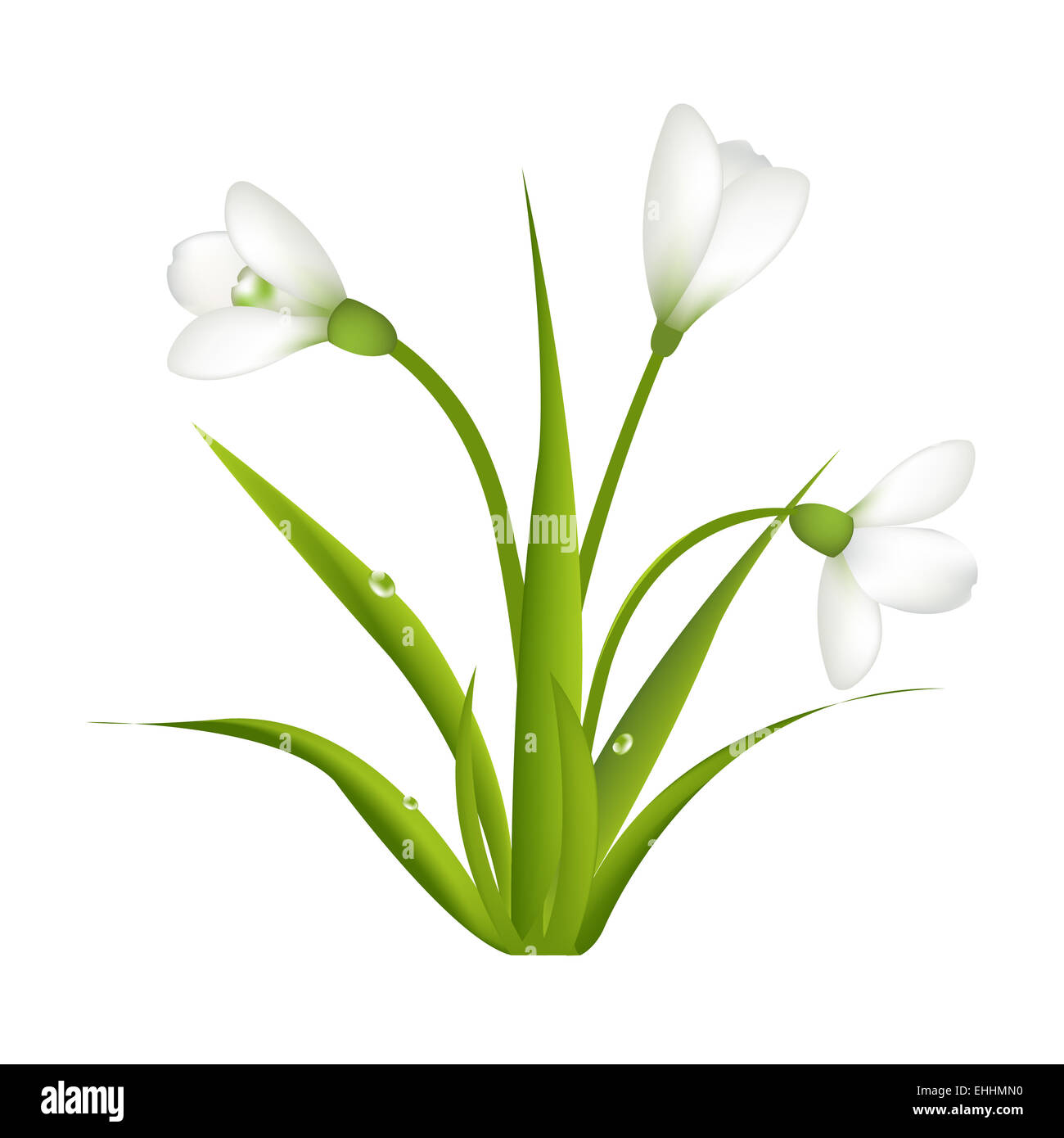 Snowdrop detail Cut Out Stock Images & Pictures - Alamy