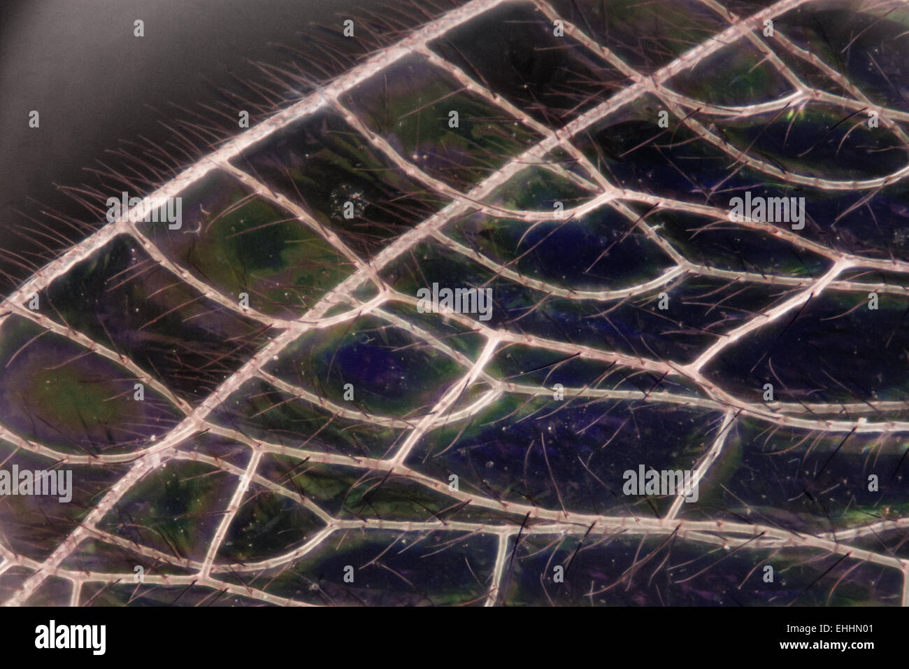 Tracheen High Resolution Stock Photography and Images - Alamy