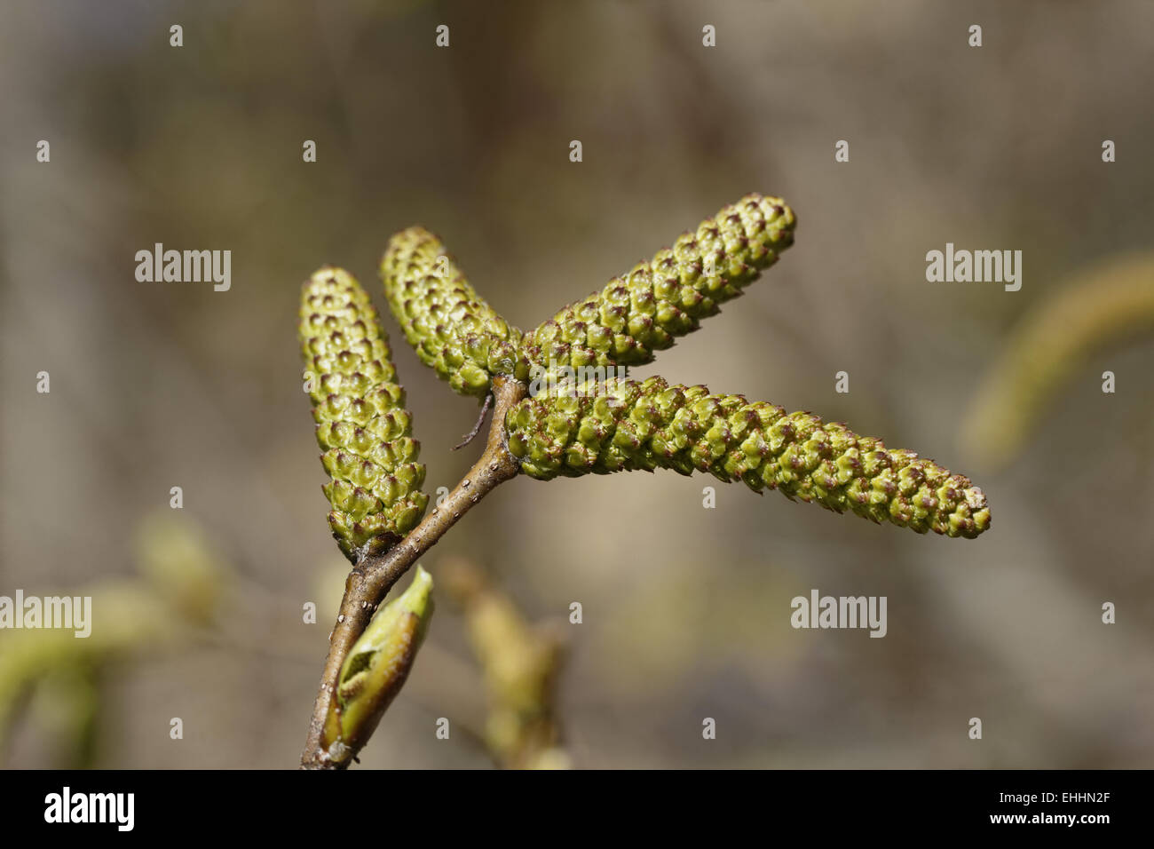 Alnus viridis, Green Alder Stock Photo - Alamy