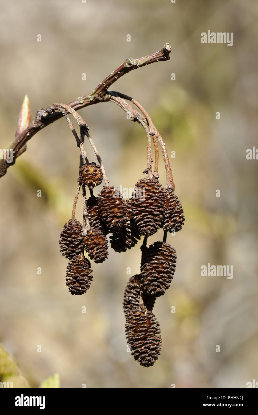 Alnus viridis, Green Alder Stock Photo - Alamy
