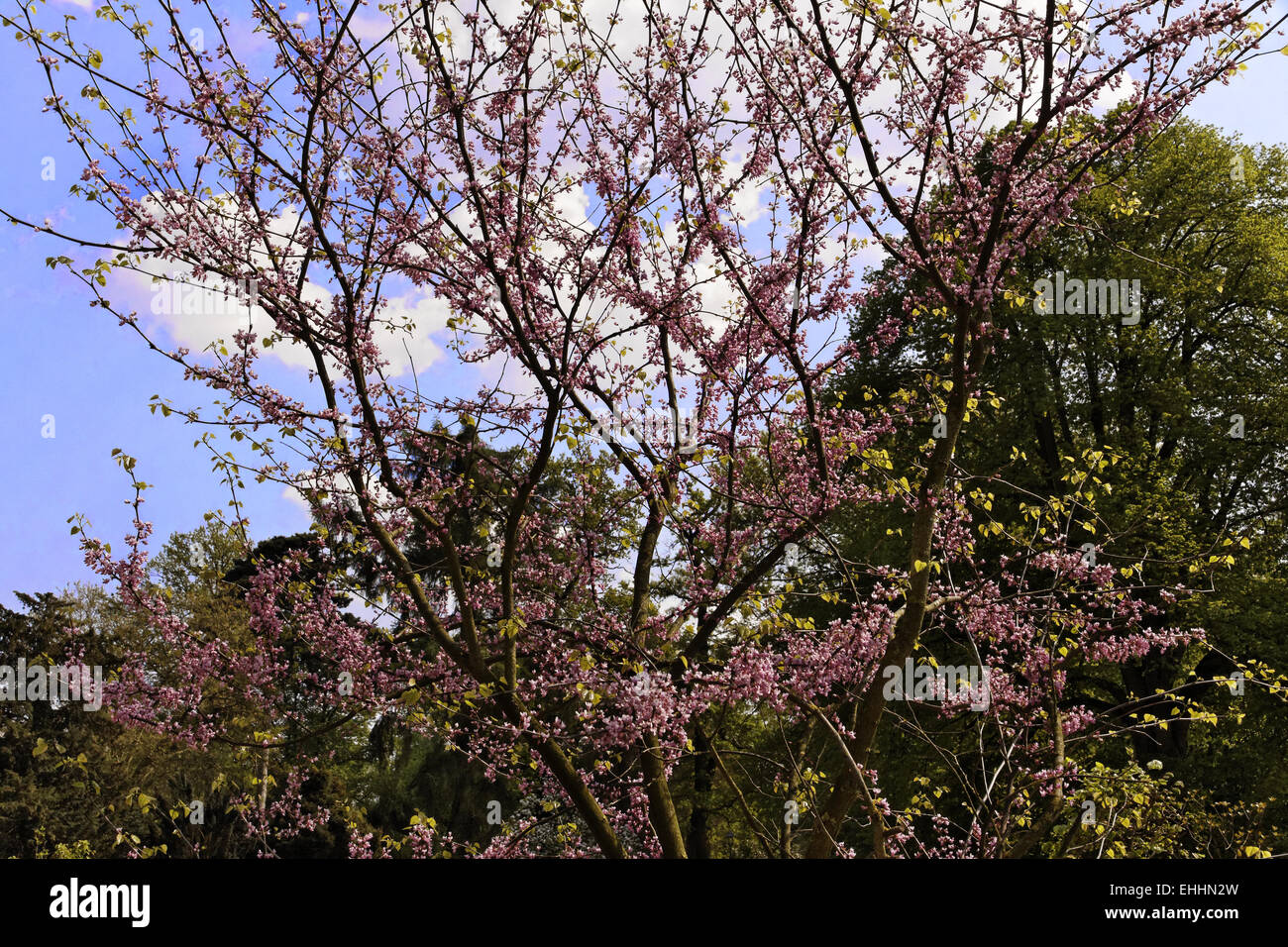 Cercis chinensis, Chinese Redbud, Judas tree Stock Photo - Alamy