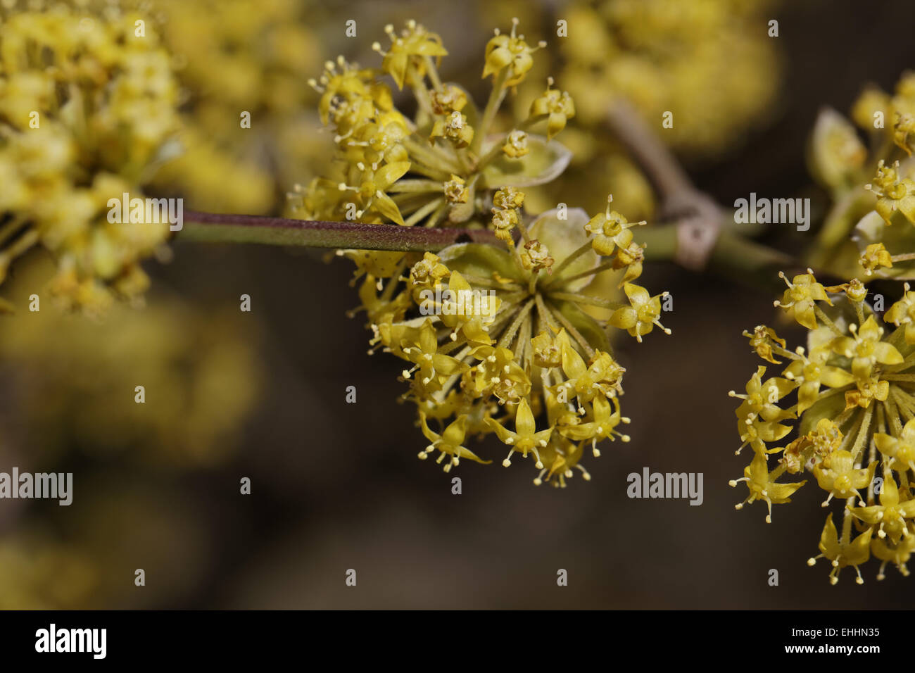 Cornus mas, European Cornel, Cornelian Cherry Stock Photo - Alamy