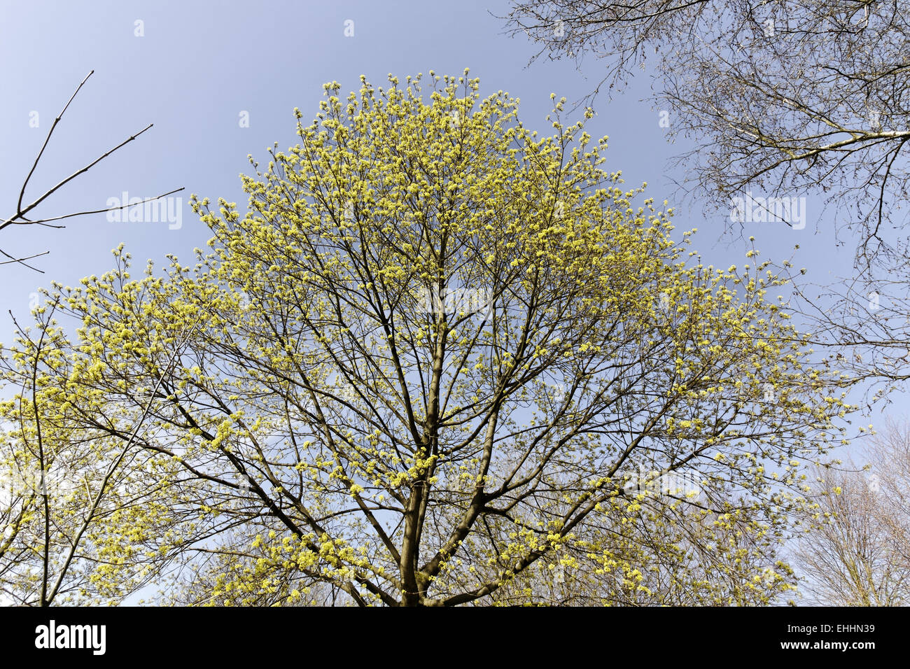 Cornus mas, European Cornel, Cornelian Cherry Stock Photo - Alamy