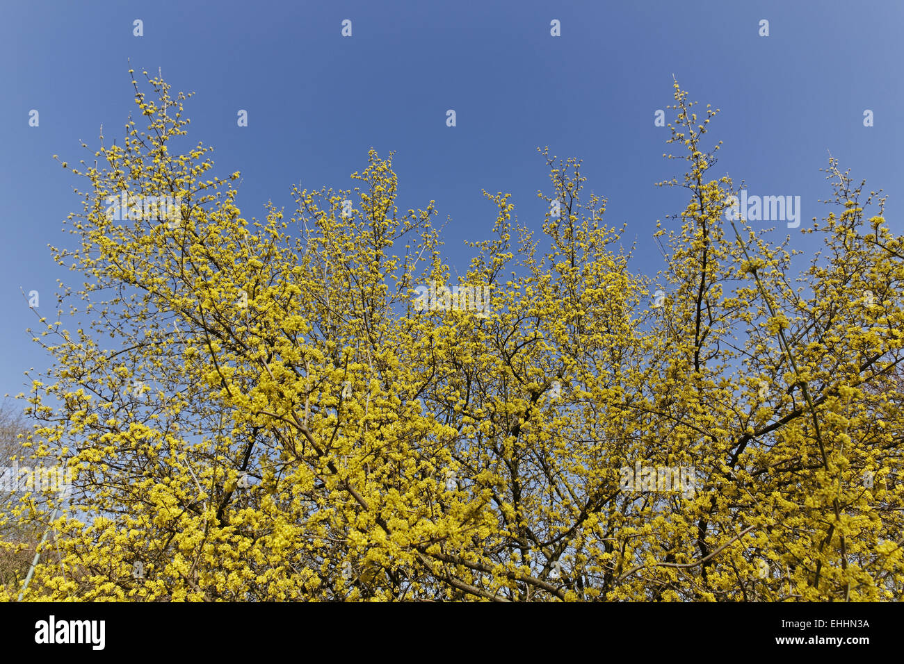 Cornus mas, European Cornel, Cornelian Cherry Stock Photo - Alamy