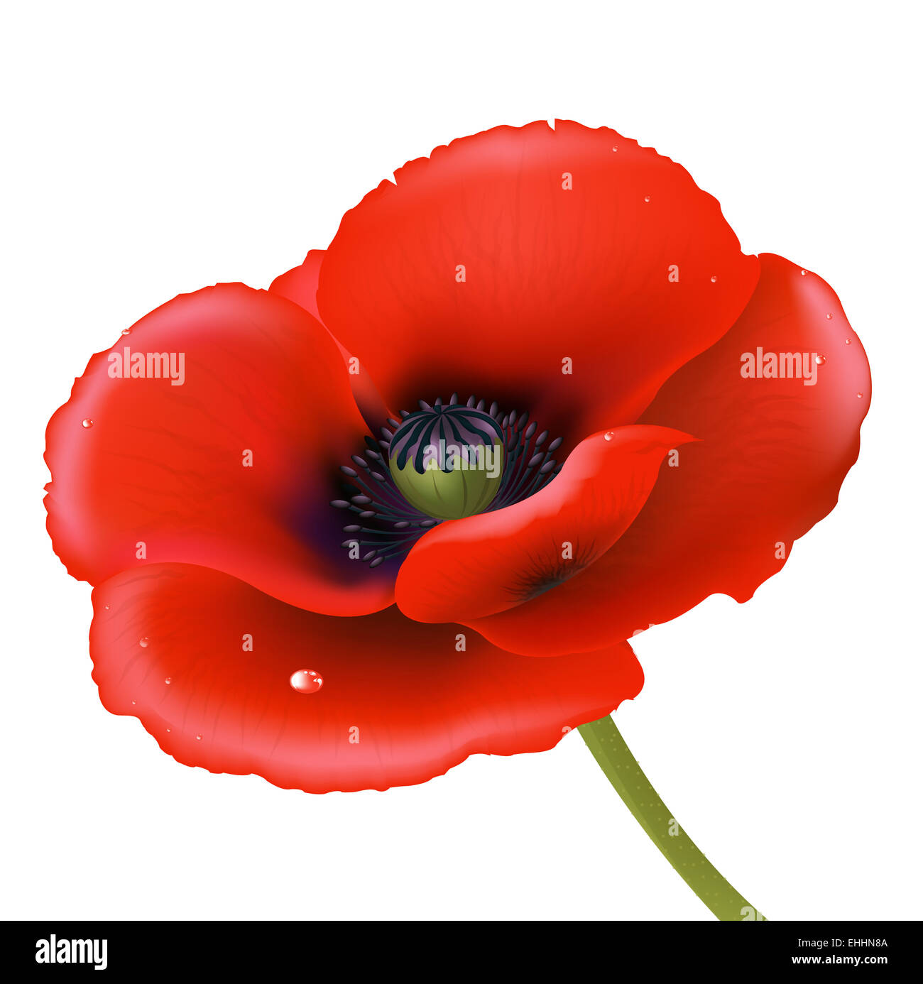 Garden red poppy Cut Out Stock Images & Pictures - Alamy