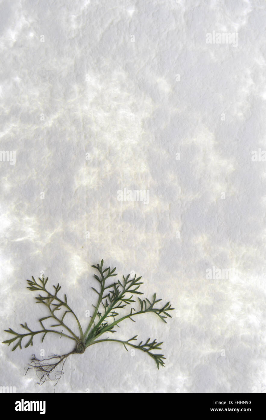 Hand made paper Stock Photo - Alamy