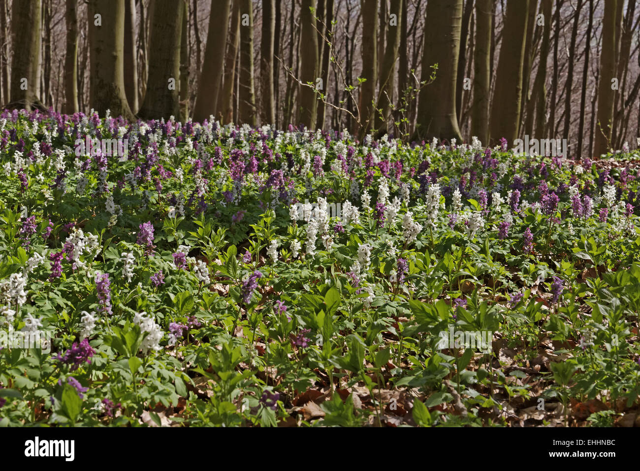 Corydalis flowers in April, Germany Stock Photo - Alamy