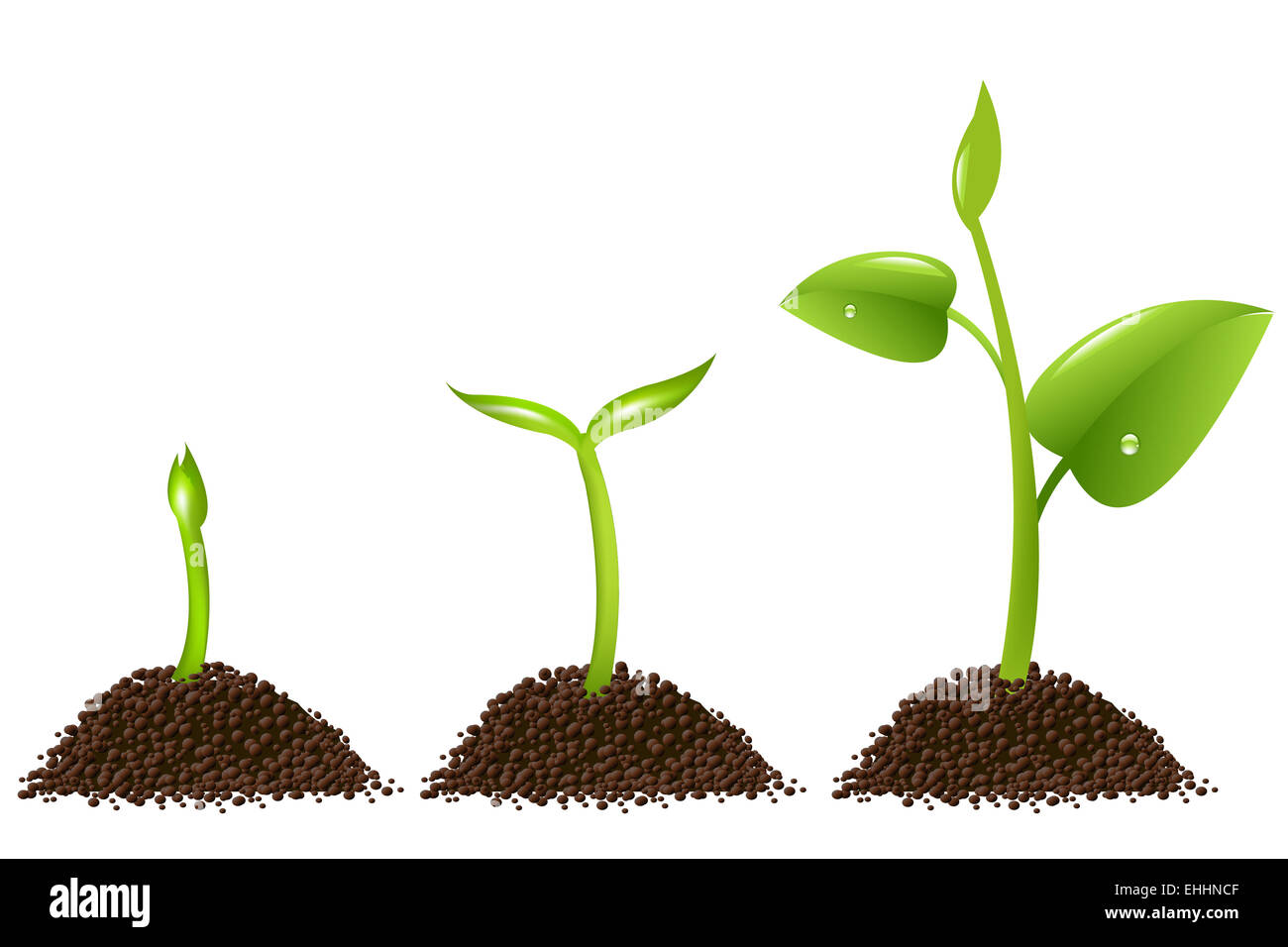 Sprouts field Cut Out Stock Images & Pictures - Alamy