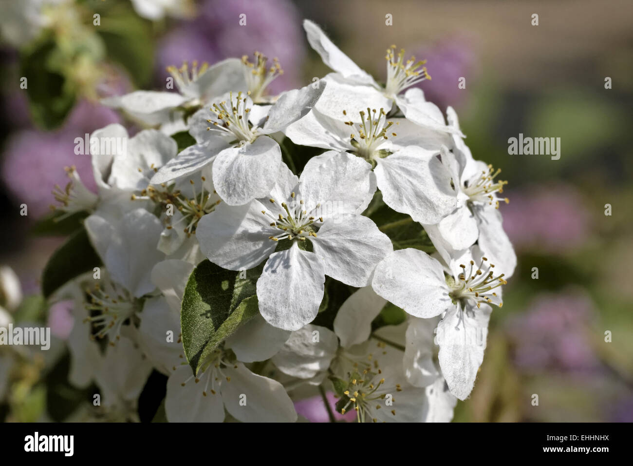Malus 'butterball' tree hi-res stock photography and images - Alamy