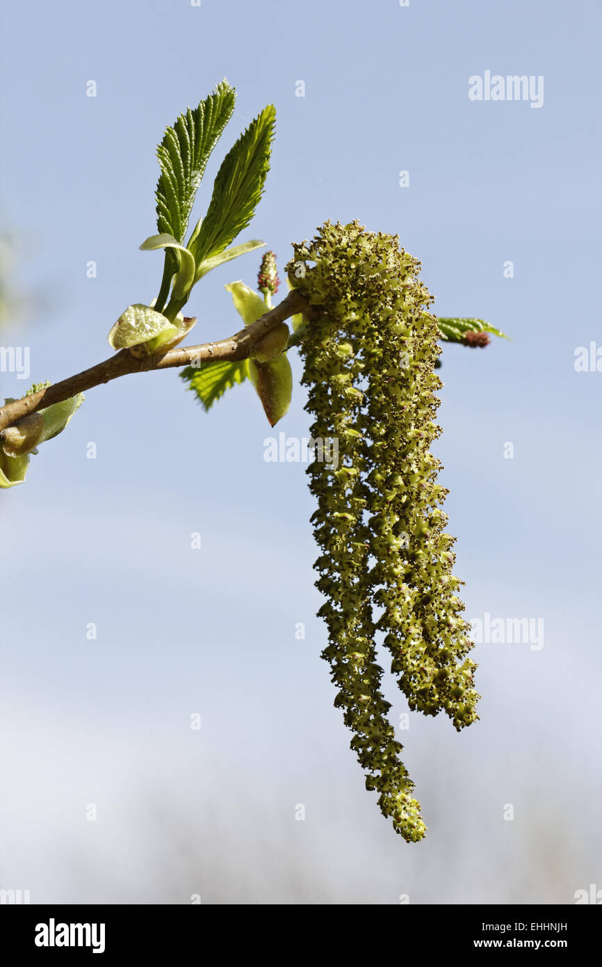 Alnus viridis ssp. maximowiczii, Green Alder Stock Photo - Alamy