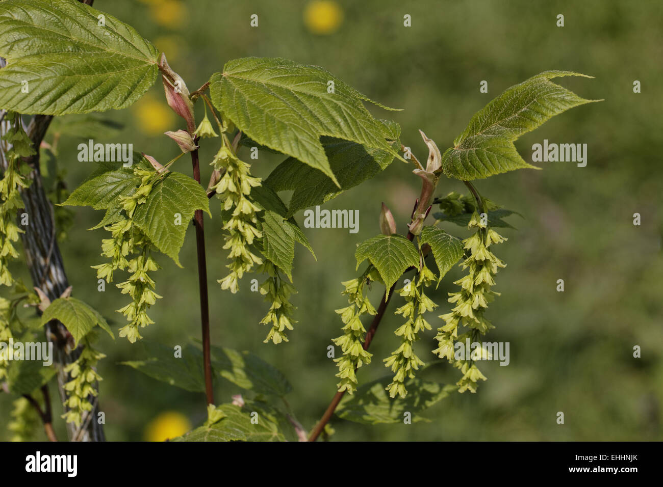 Moosewood tree hi-res stock photography and images - Alamy