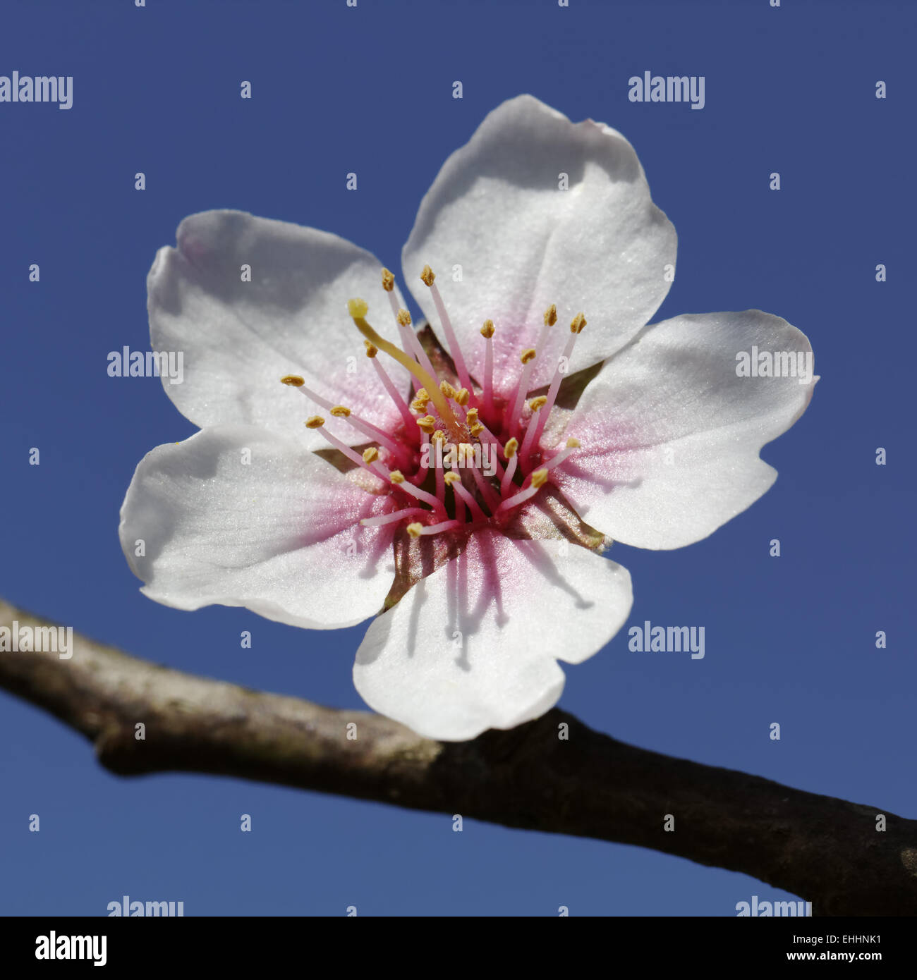 Bitter almond tree hi-res stock photography and images - Alamy