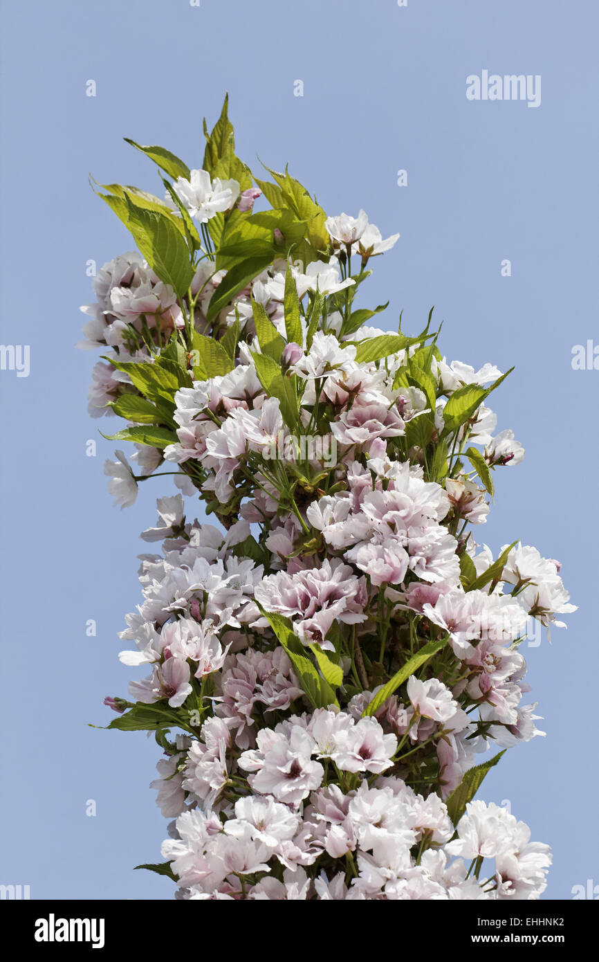 Prunus amanogawa cherry hi-res stock photography and images - Alamy