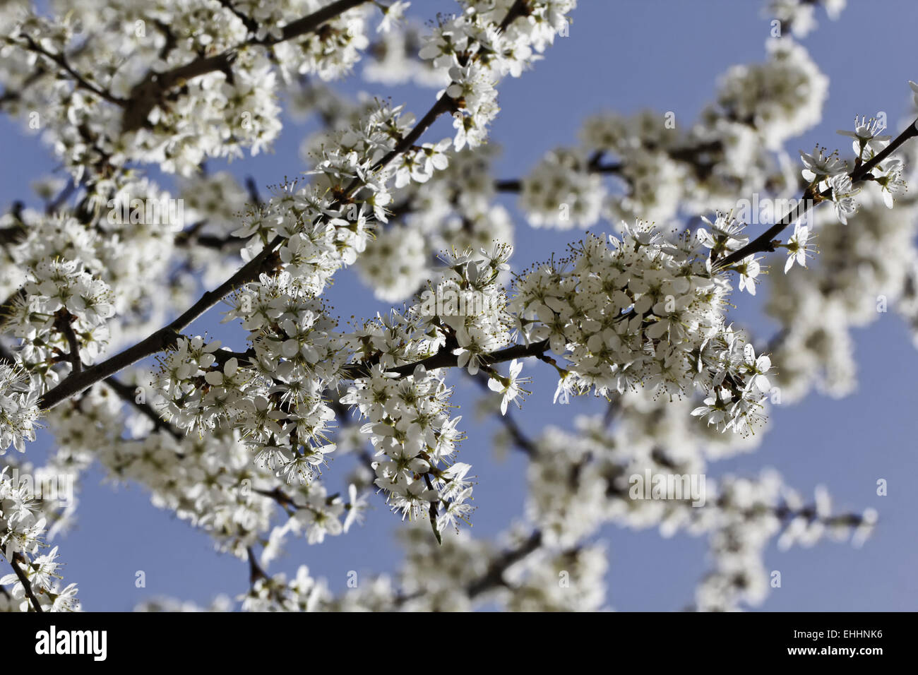 Prunus spinosa, Blackthorn tree, Sloe Stock Photo - Alamy