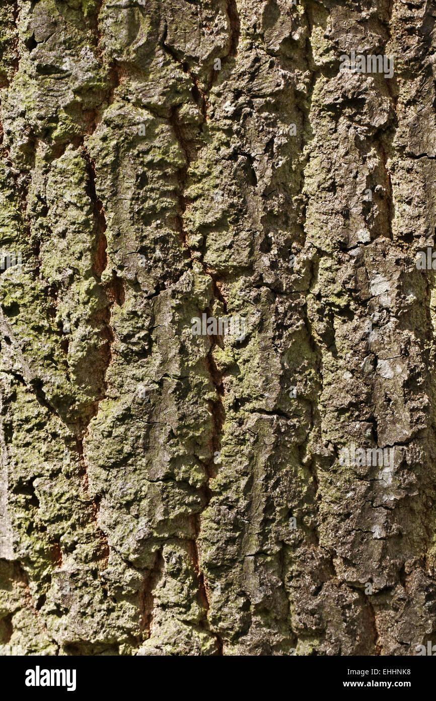 Quercus cerris, Turkey oak (Bark Stock Photo - Alamy
