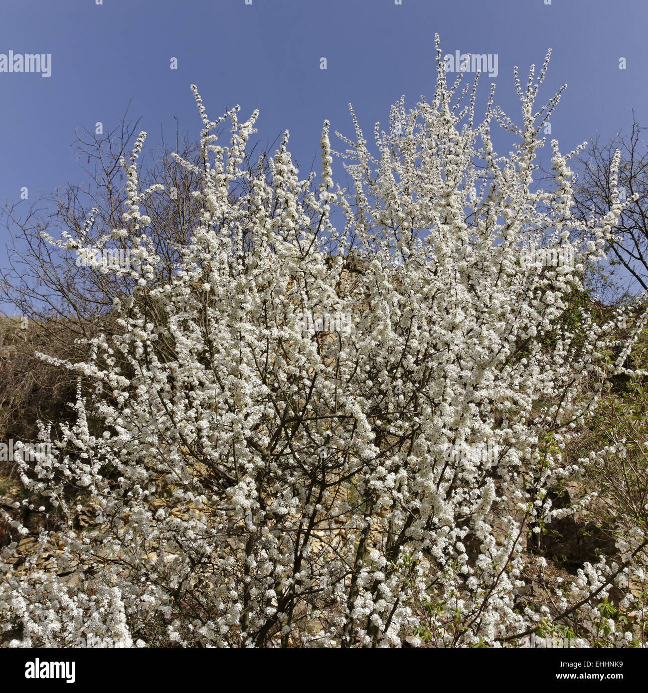 Prunus spinosa, Blackthorn tree, Sloe Stock Photo - Alamy