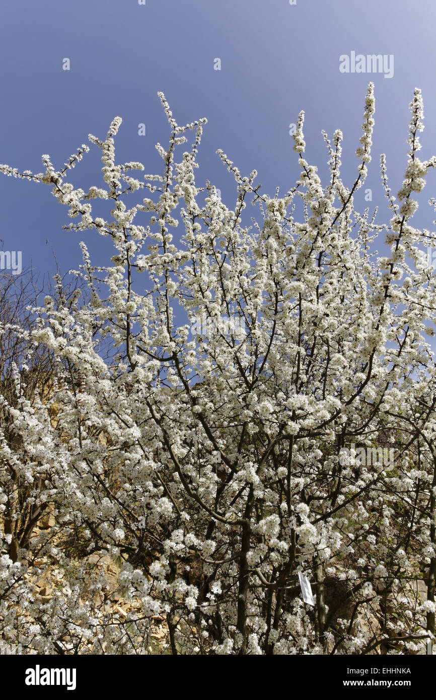 Prunus spinosa, Blackthorn tree, Sloe Stock Photo - Alamy