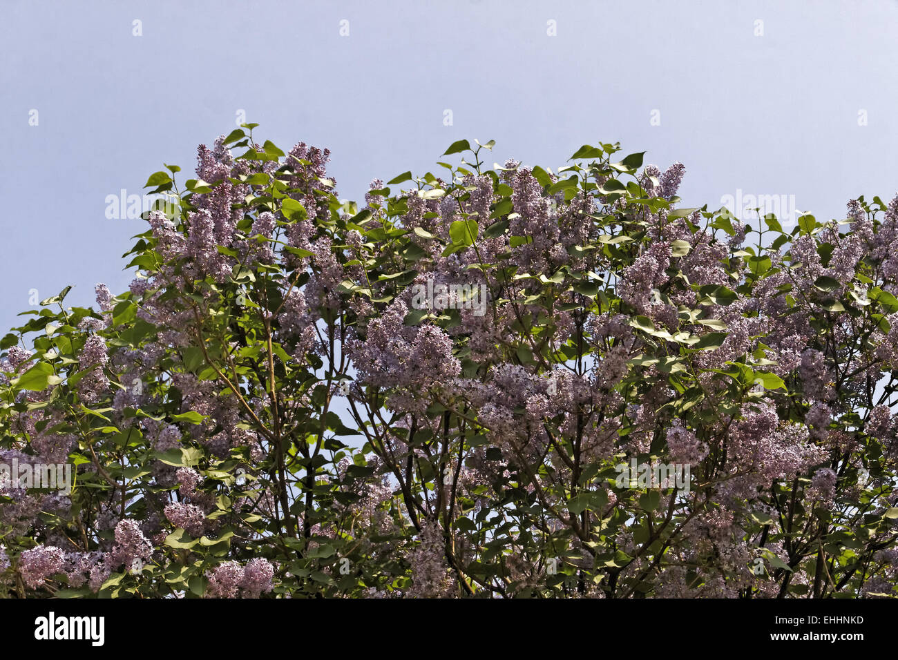 French lilac color hi-res stock photography and images - Alamy