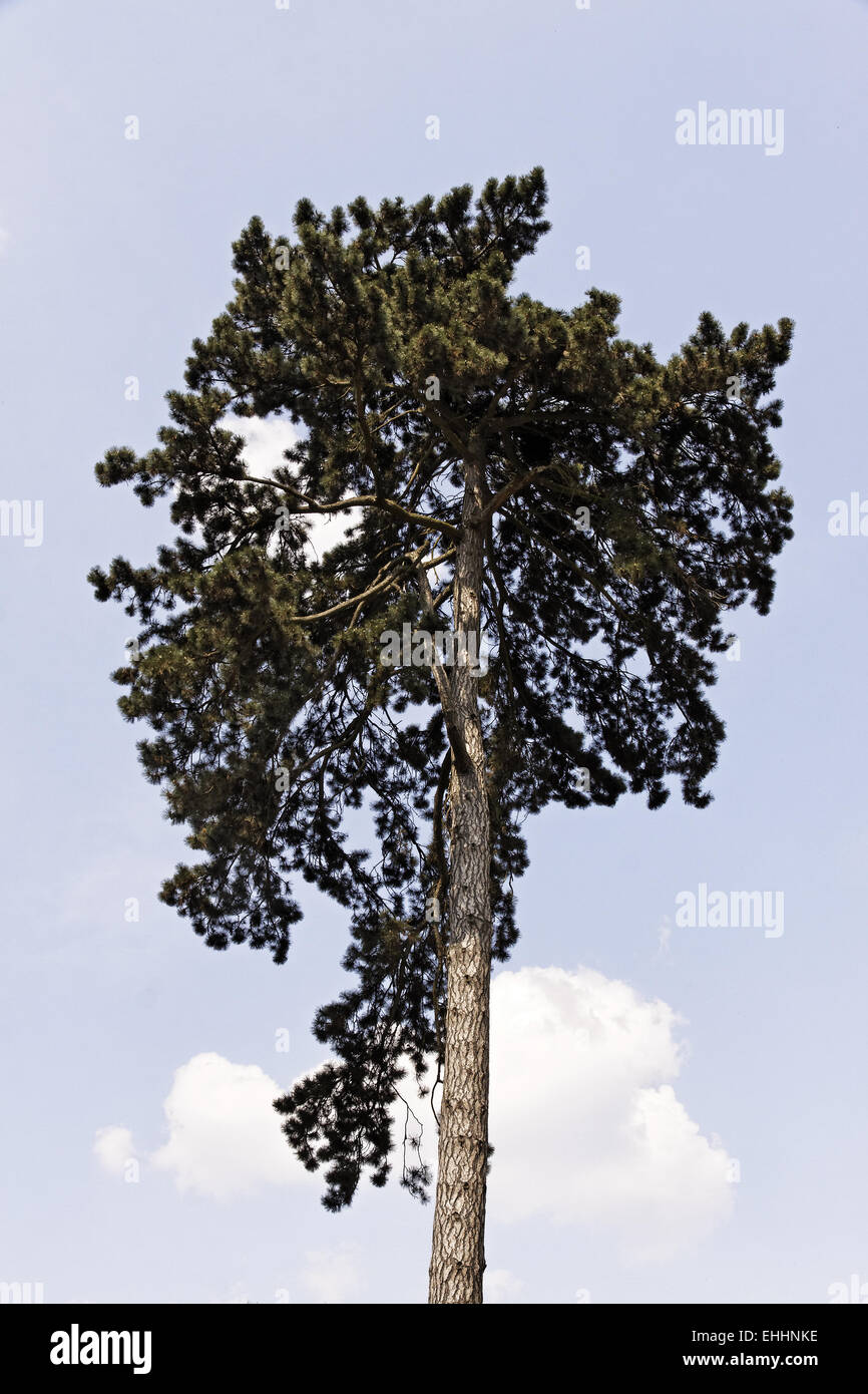 European black pine tree hi-res stock photography and images - Alamy
