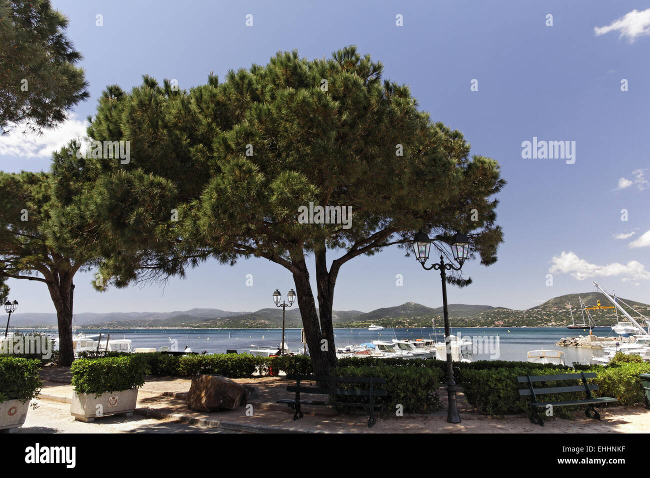 Pinus halepensis, Aleppo Pine, Jerusalem pine Stock Photo - Alamy