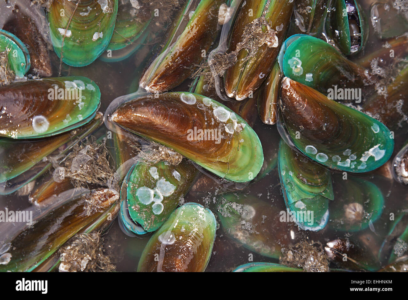 Green lipped mussel farming new zealand hi-res stock photography and ...