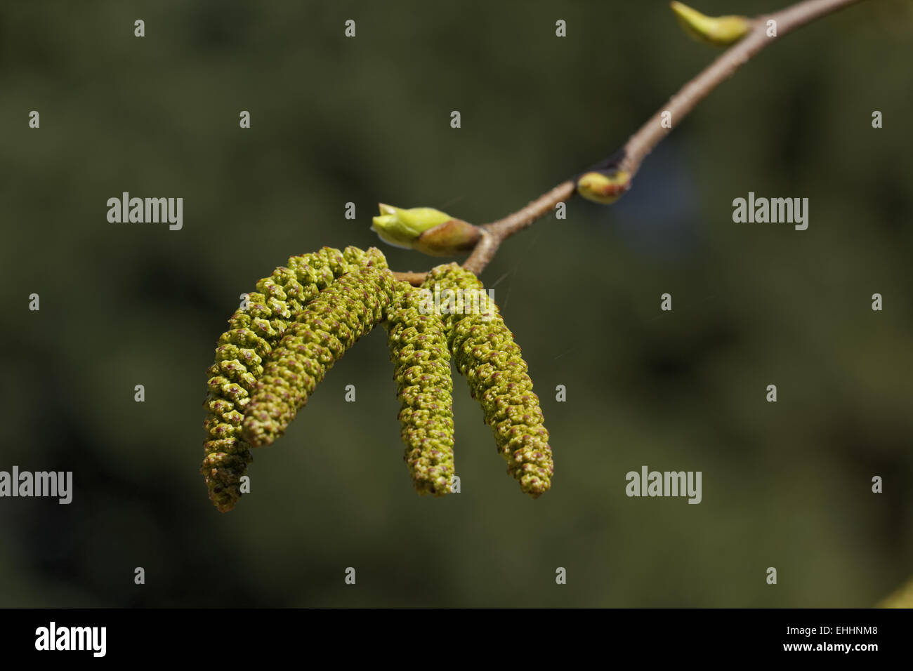 Alnus viridis, Green Alder Stock Photo - Alamy
