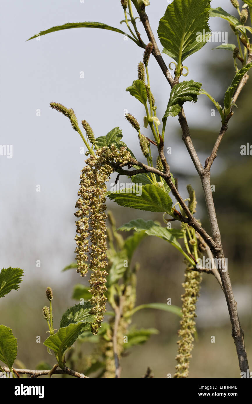 Alnus viridis, Green Alder Stock Photo - Alamy