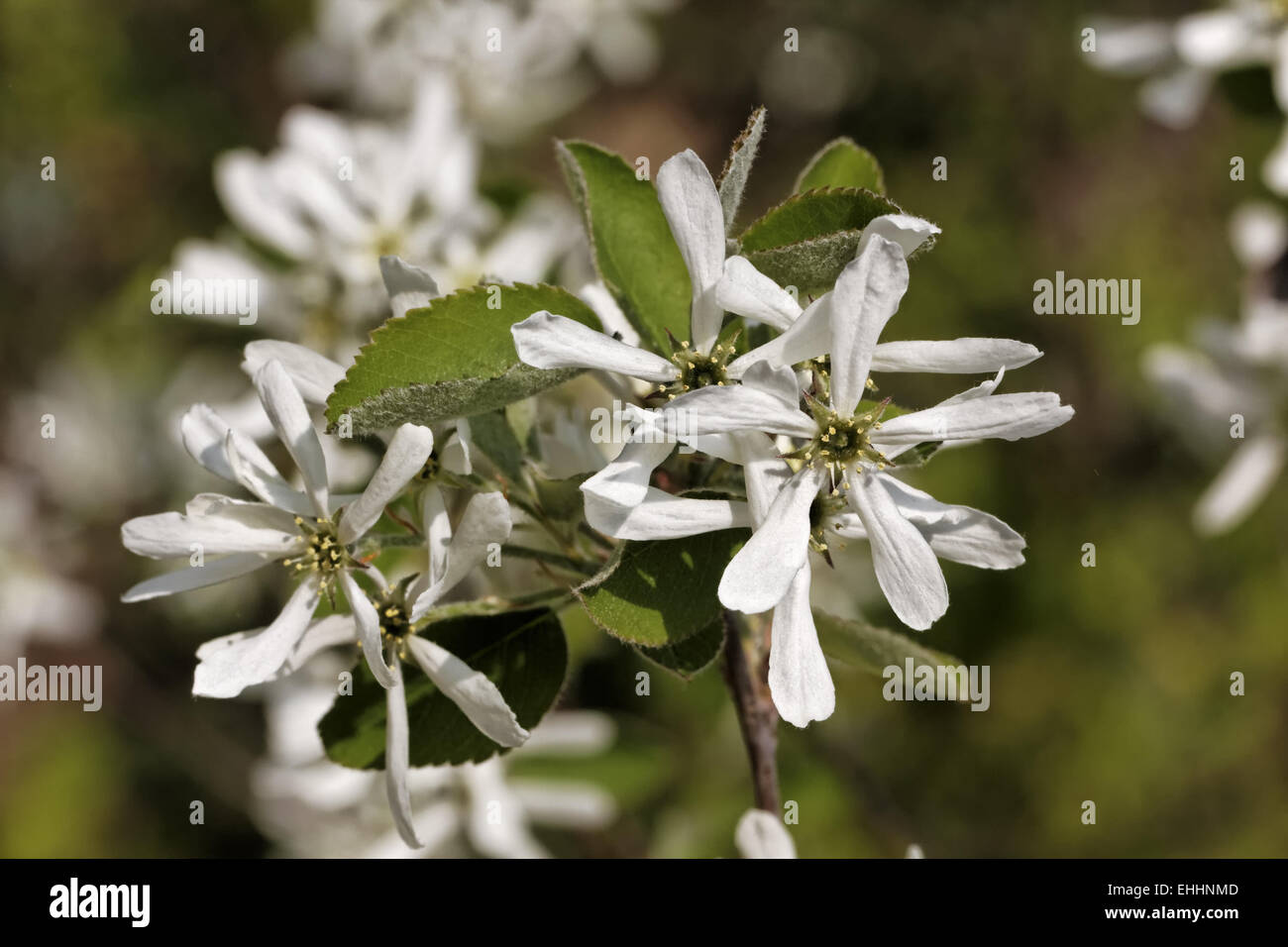 Amelanchier ovalis, Snowy mespilus Stock Photo - Alamy