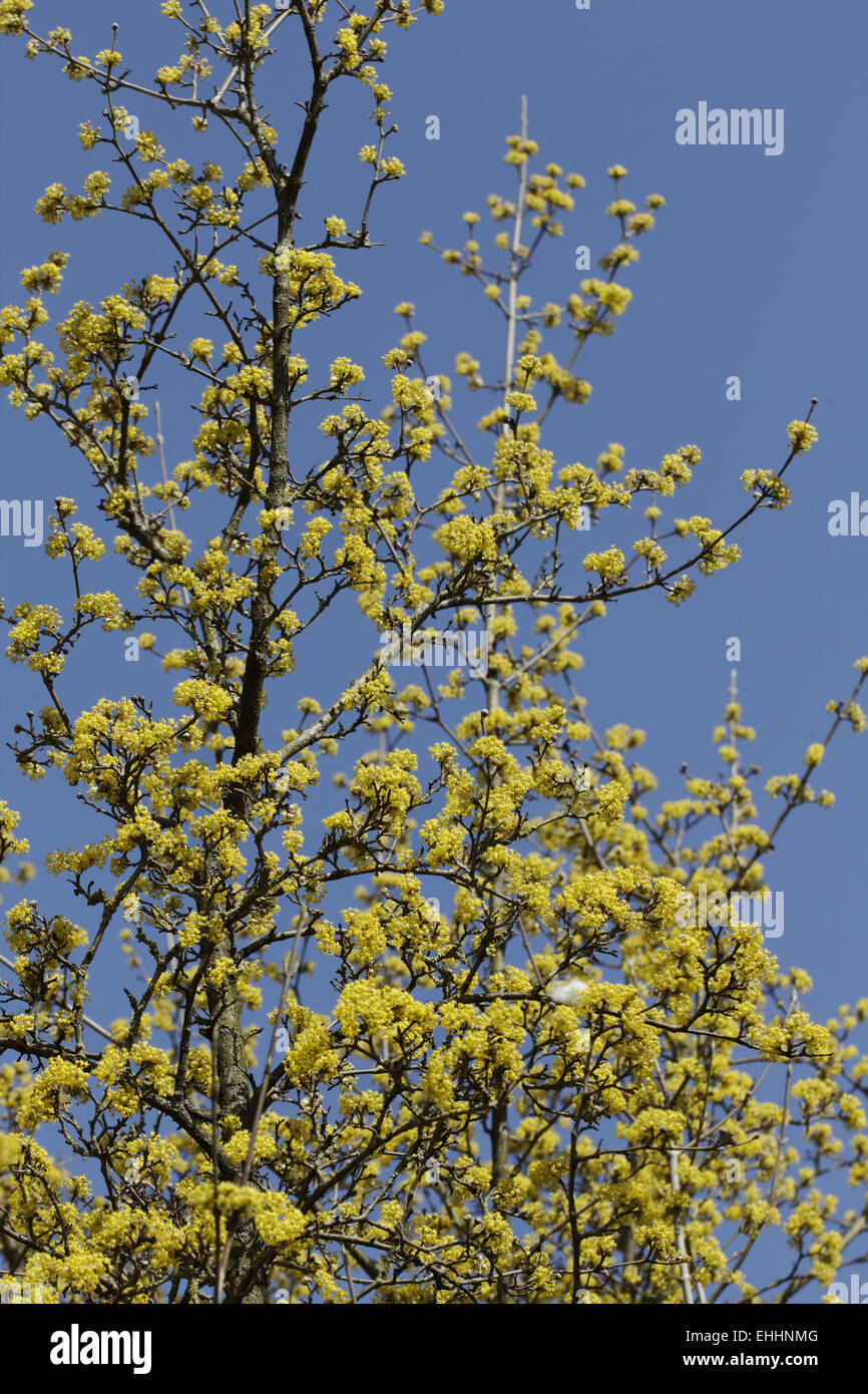 Cornus mas, European Cornel, Cornelian Cherry Stock Photo - Alamy