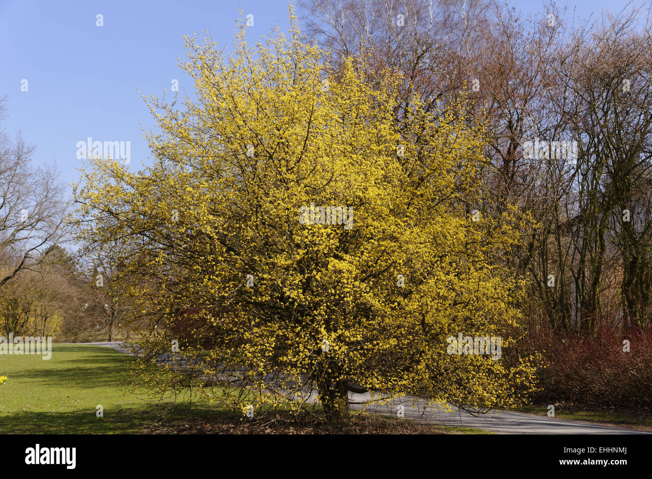 Cornel Cherry Tree High Resolution Stock Photography and Images - Alamy