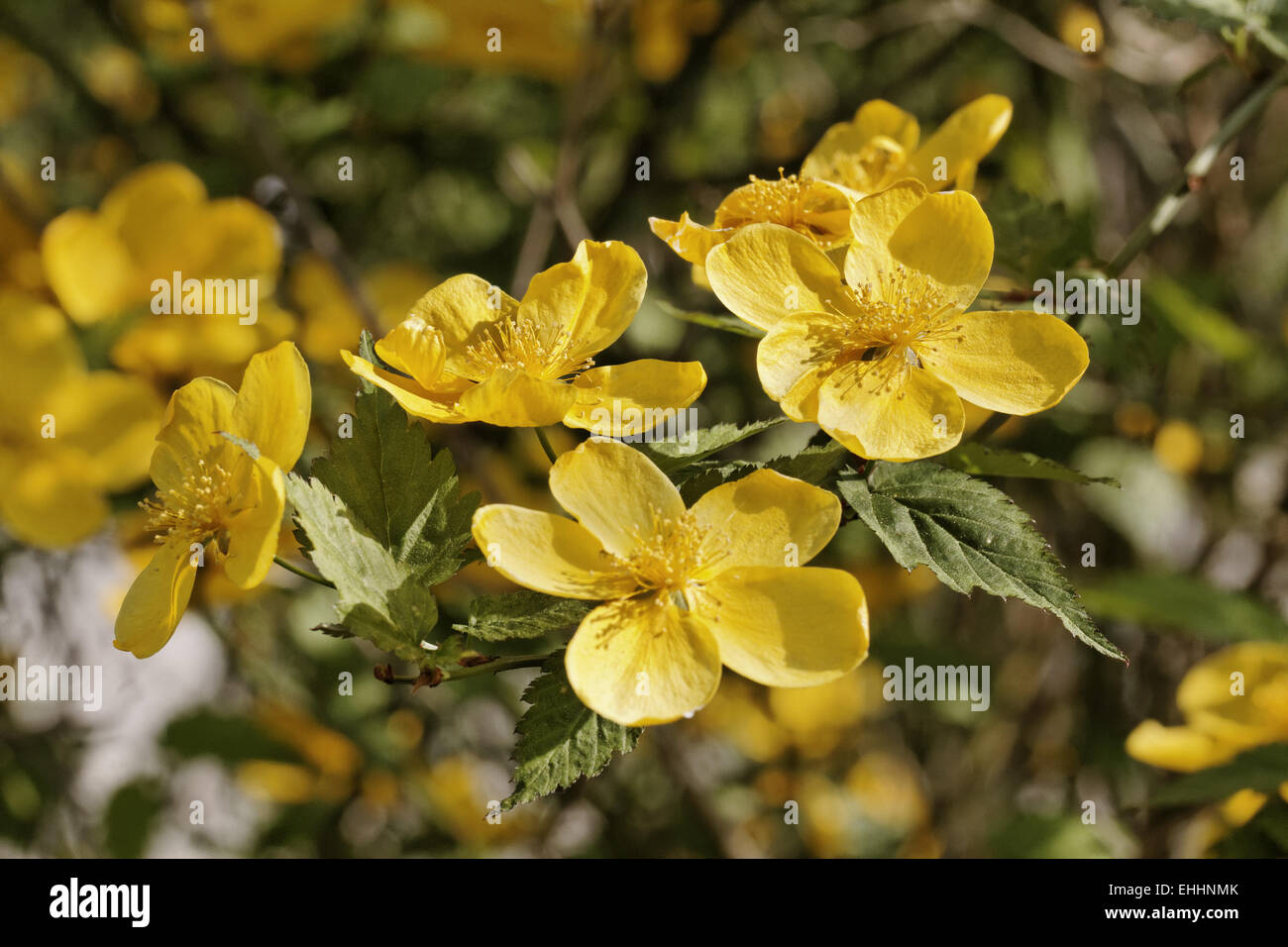 Kerria closeup hi-res stock photography and images - Alamy