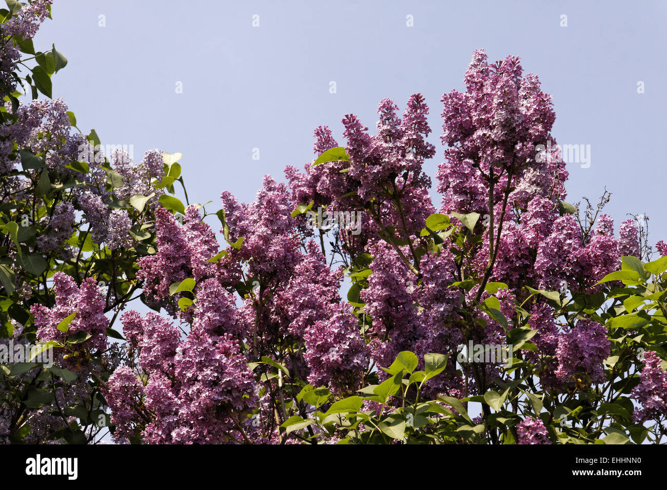French lilac color hi-res stock photography and images - Alamy