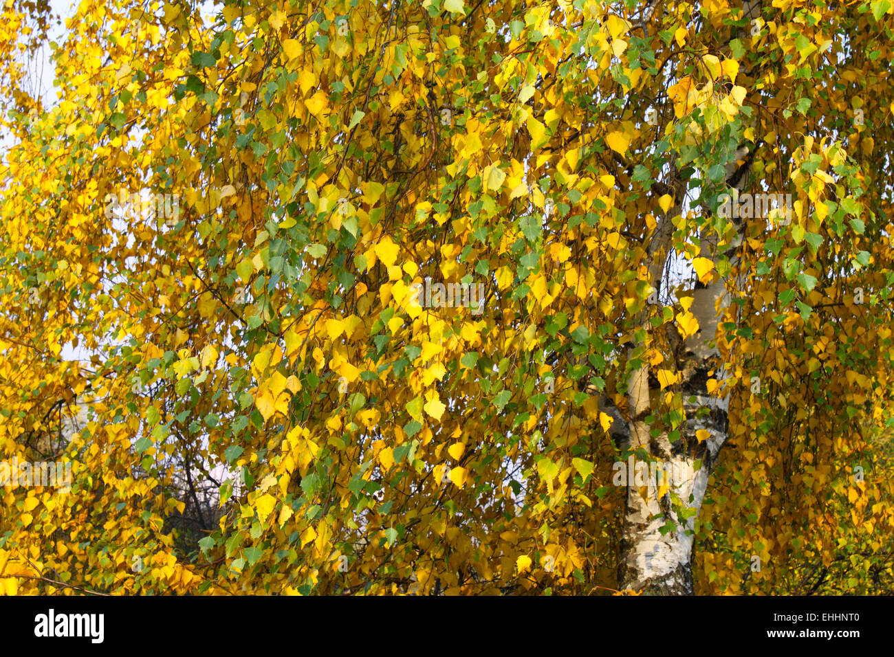 autumn leaves of birch tree Stock Photo - Alamy