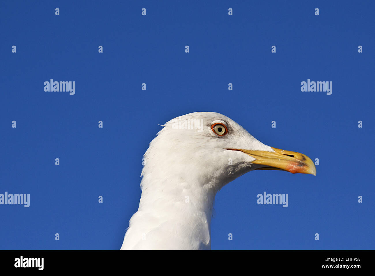 Gross legged hi-res stock photography and images - Alamy