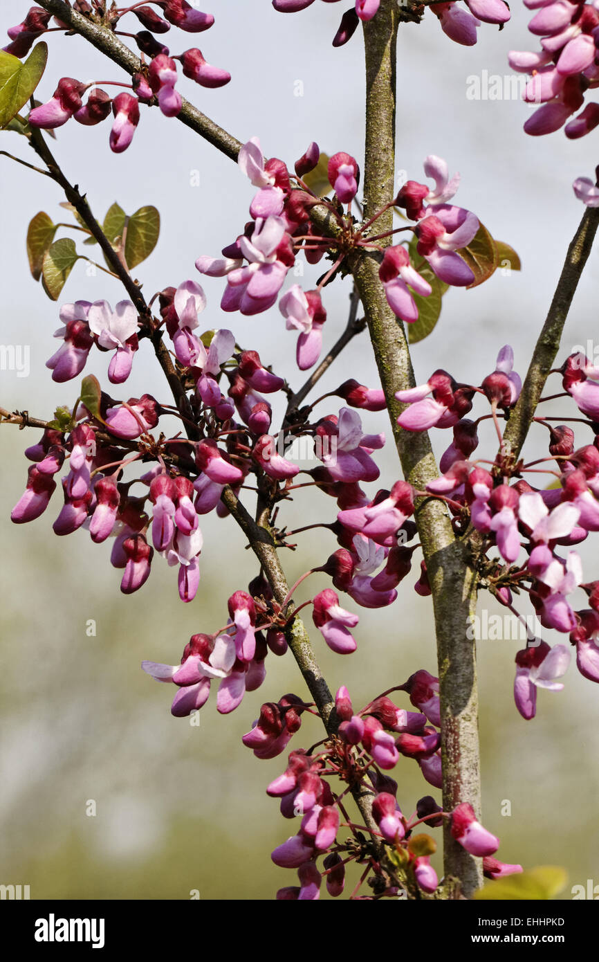 Western Redbud Tree