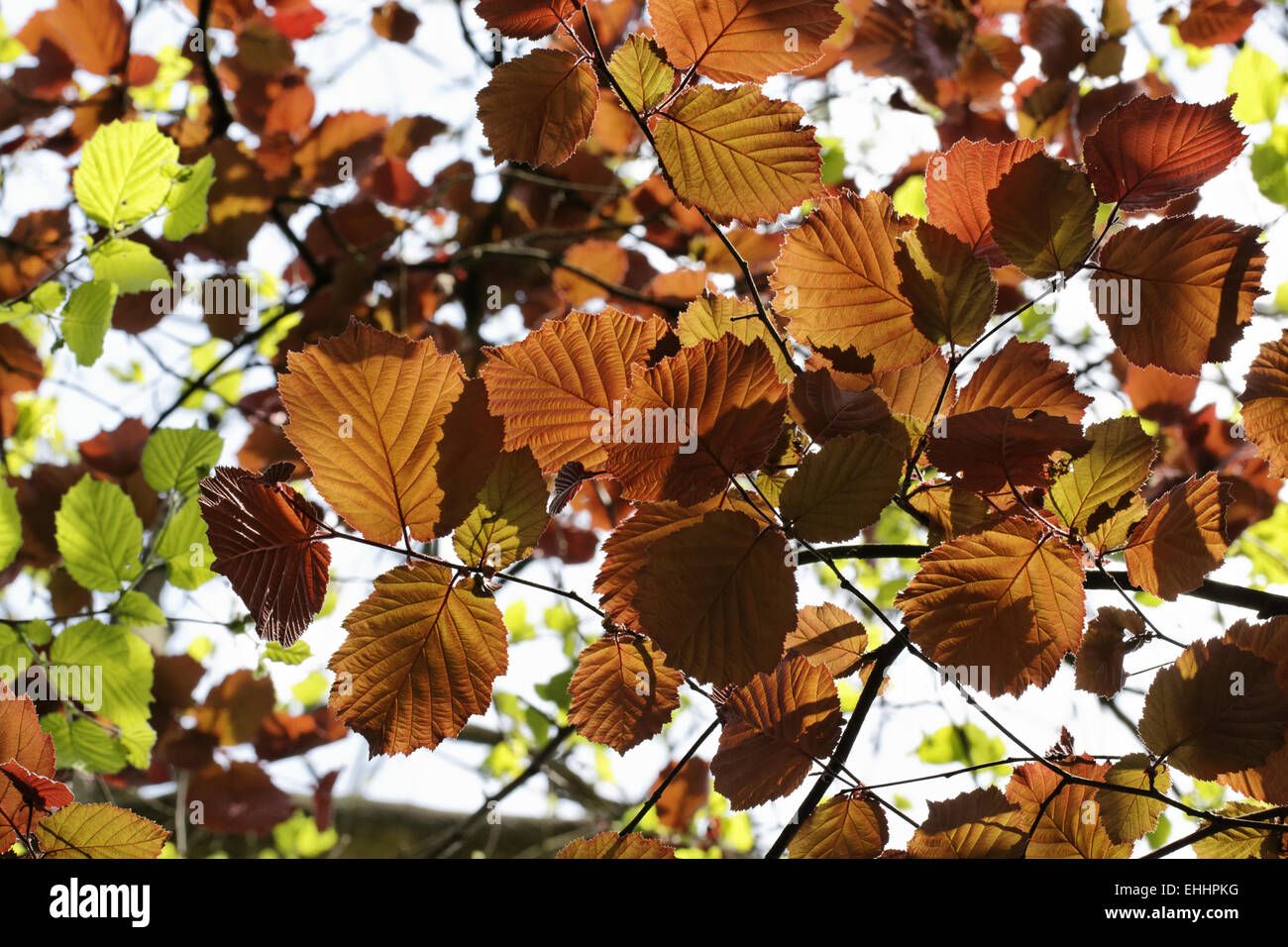 Corylus maxima 'Purpurea', Filbert Stock Photo - Alamy