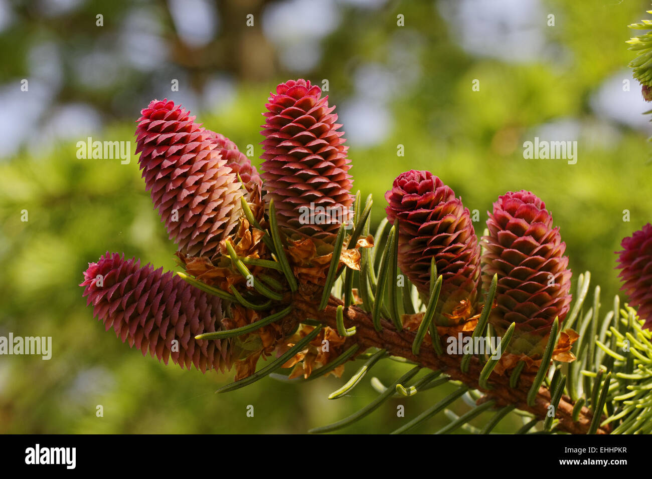 Picea abies, Norway Spruce Stock Photo - Alamy