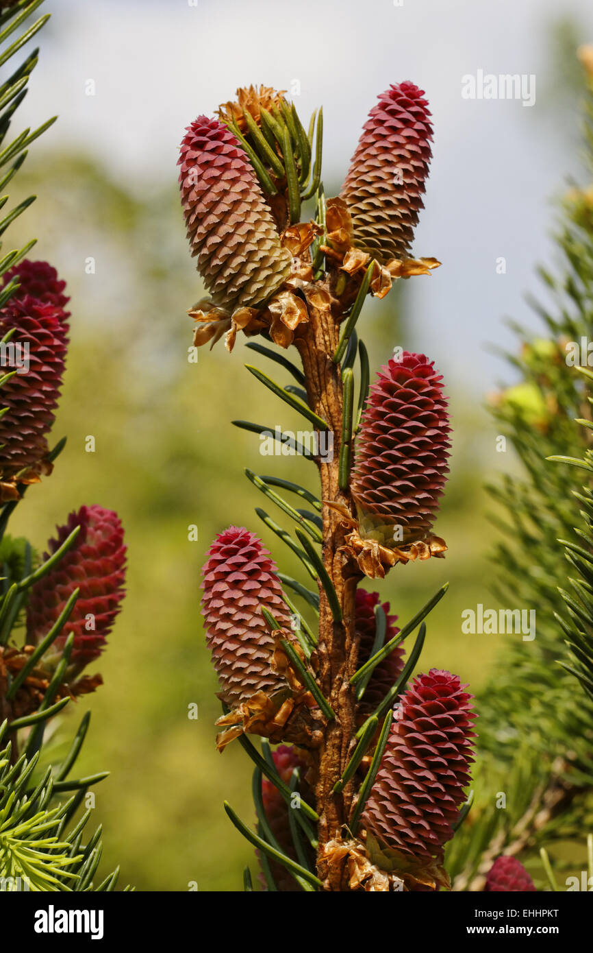 Picea abies, Norway Spruce Stock Photo - Alamy