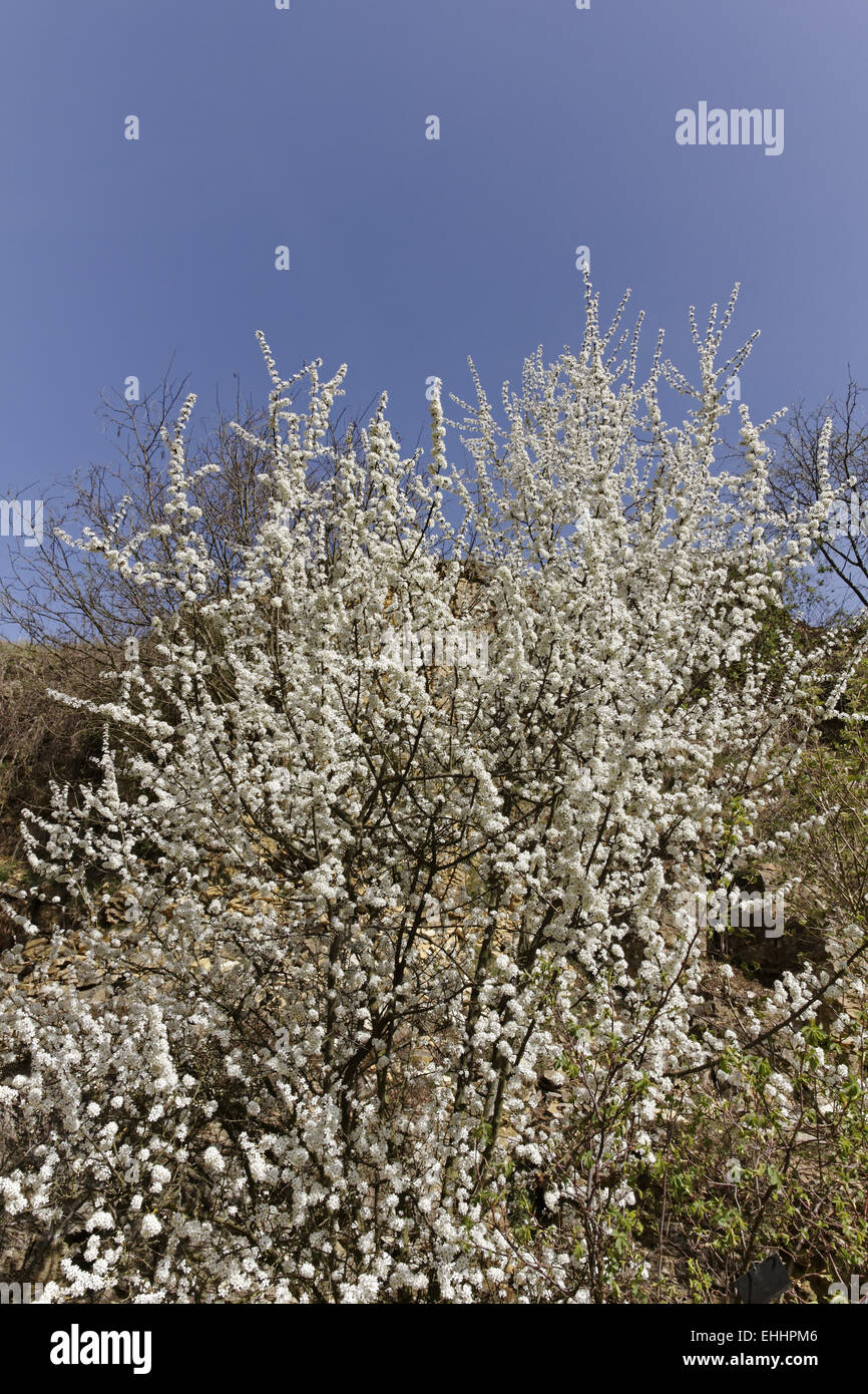 Blackthorn tree hi-res stock photography and images - Alamy