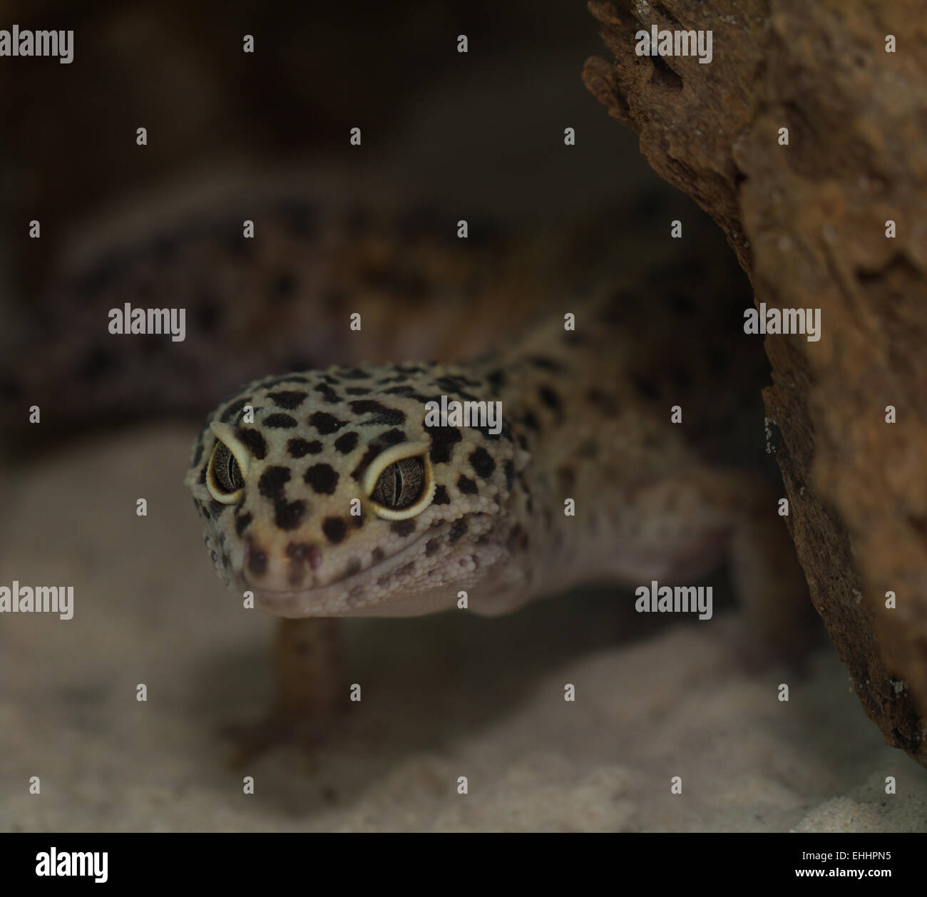 smiling leopard gecko on desert Stock Photo - Alamy