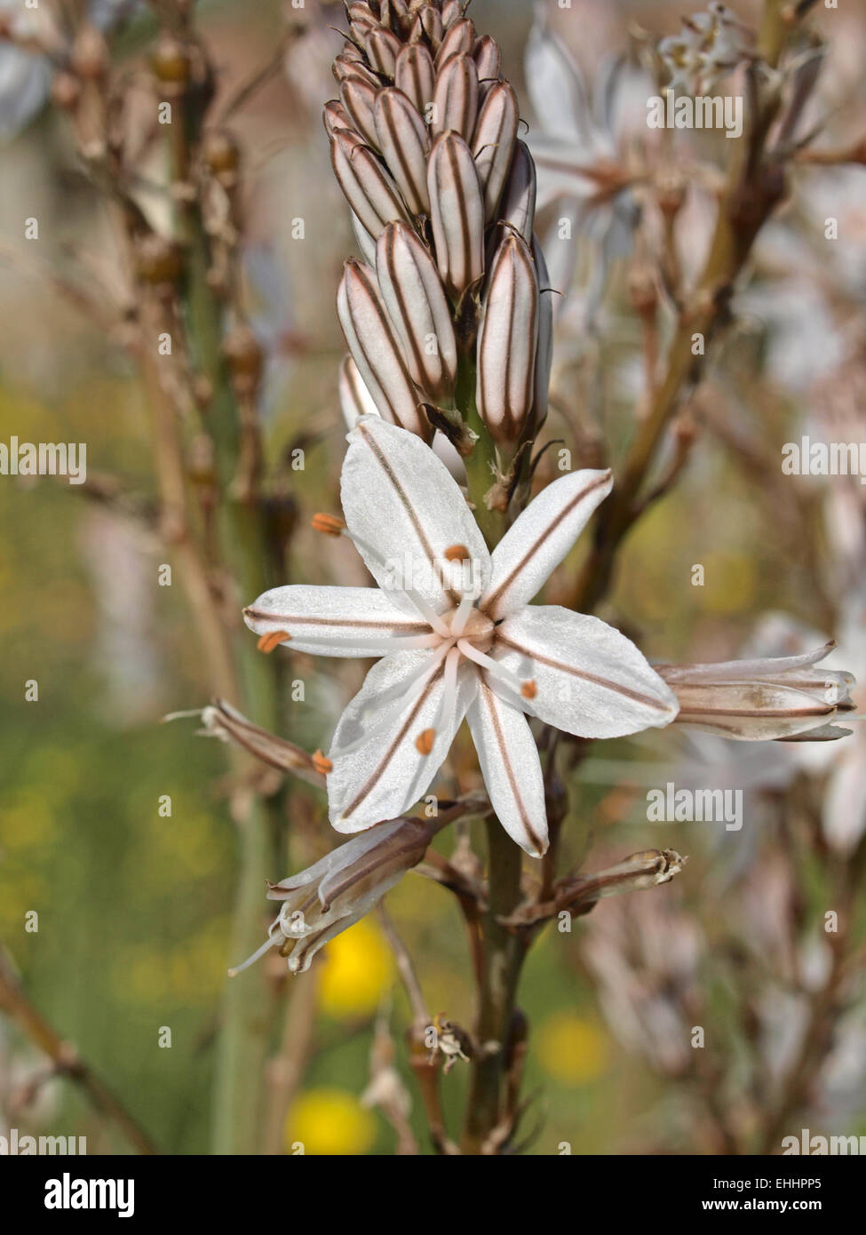 Asphodelus aestivus, Branched Asphodel, Common Stock Photo - Alamy