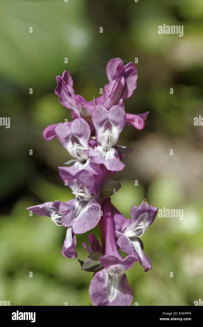 Corydalis cava, Corydalis flower, Fumewort Stock Photo - Alamy