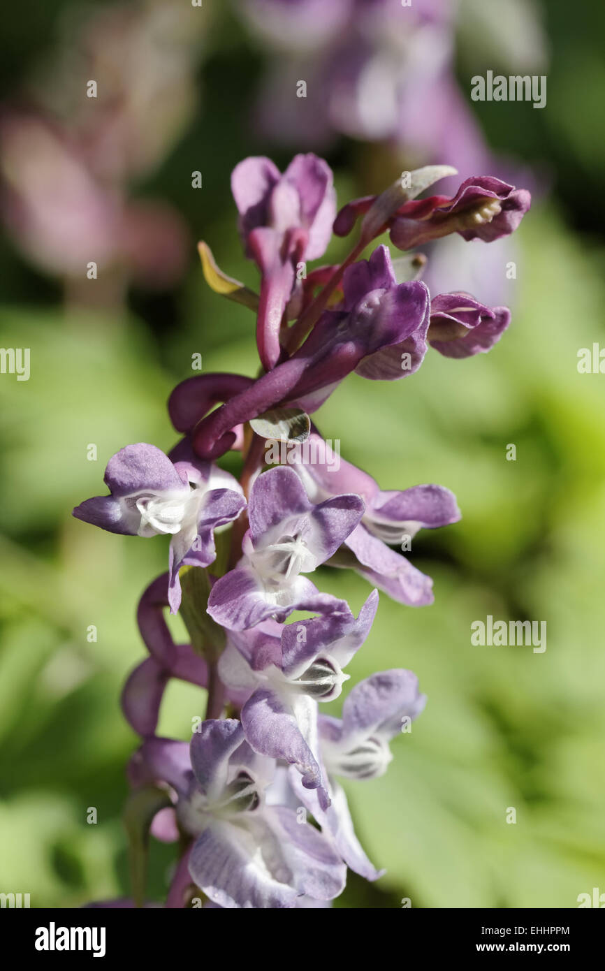 Corydalis cava, Corydalis flower, Fumewort Stock Photo - Alamy