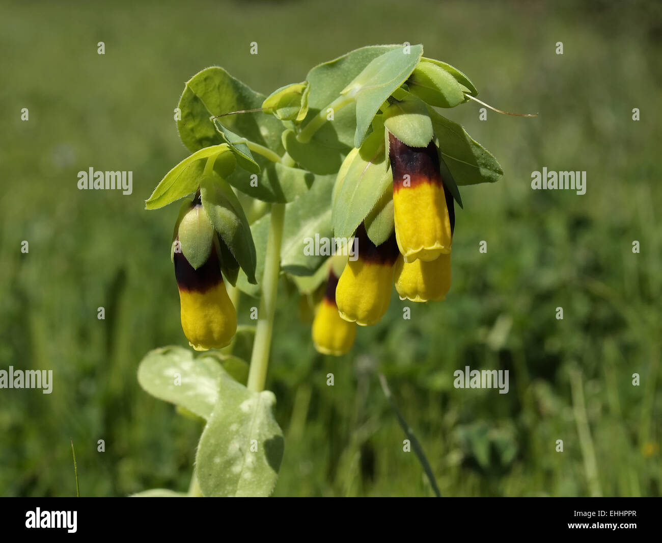 Cerinthe major, Honeywort Stock Photo - Alamy