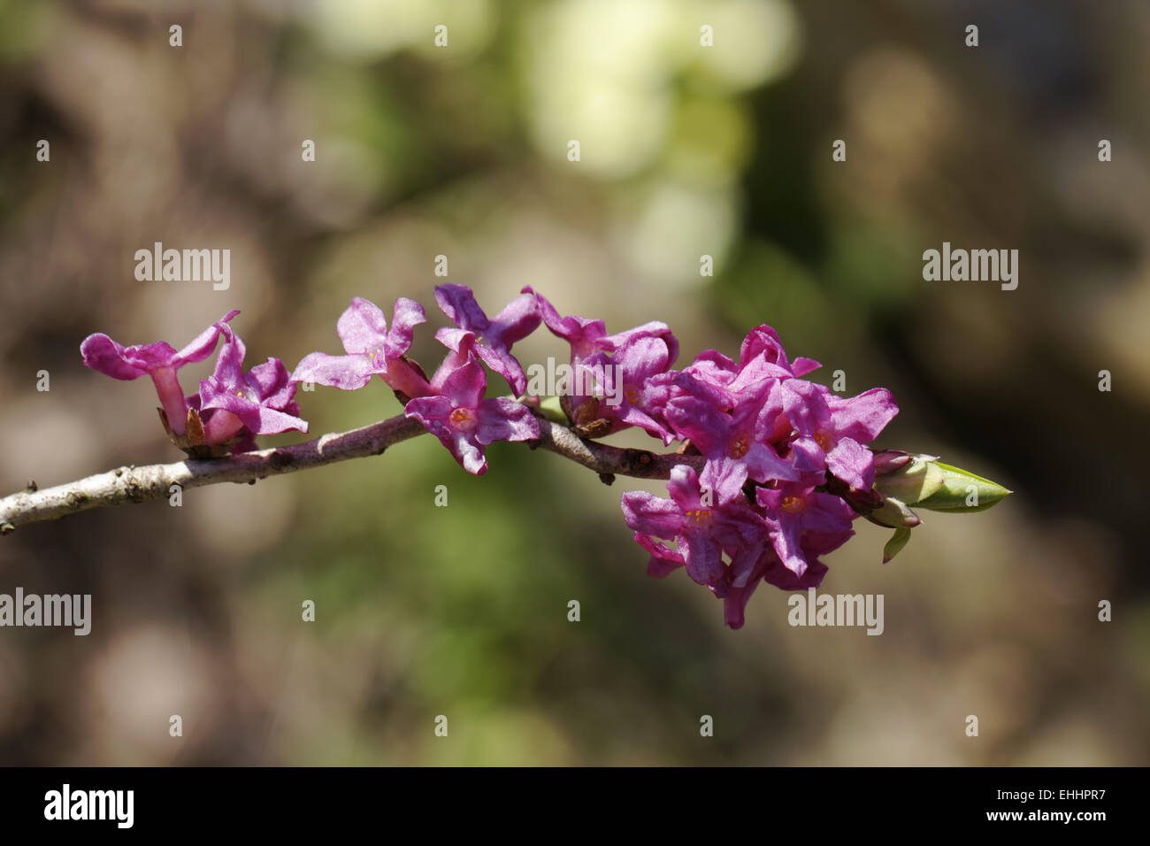 Daphne mezereum, Mezereon Stock Photo - Alamy