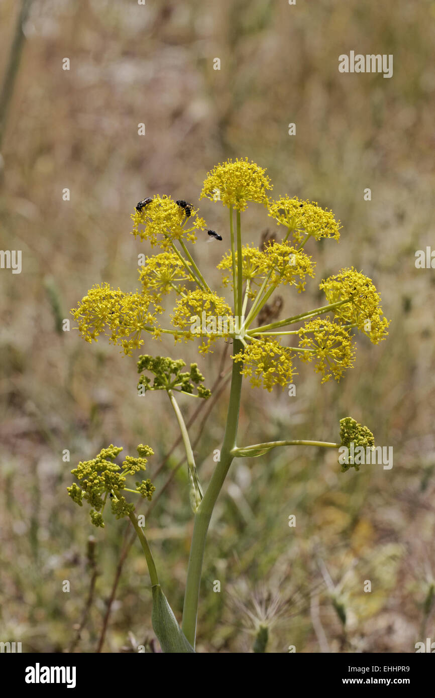 Ferula communis, Giant fennel Stock Photo - Alamy